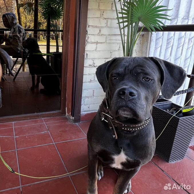 Кане Корсо кабель,отдадим в надежные руки