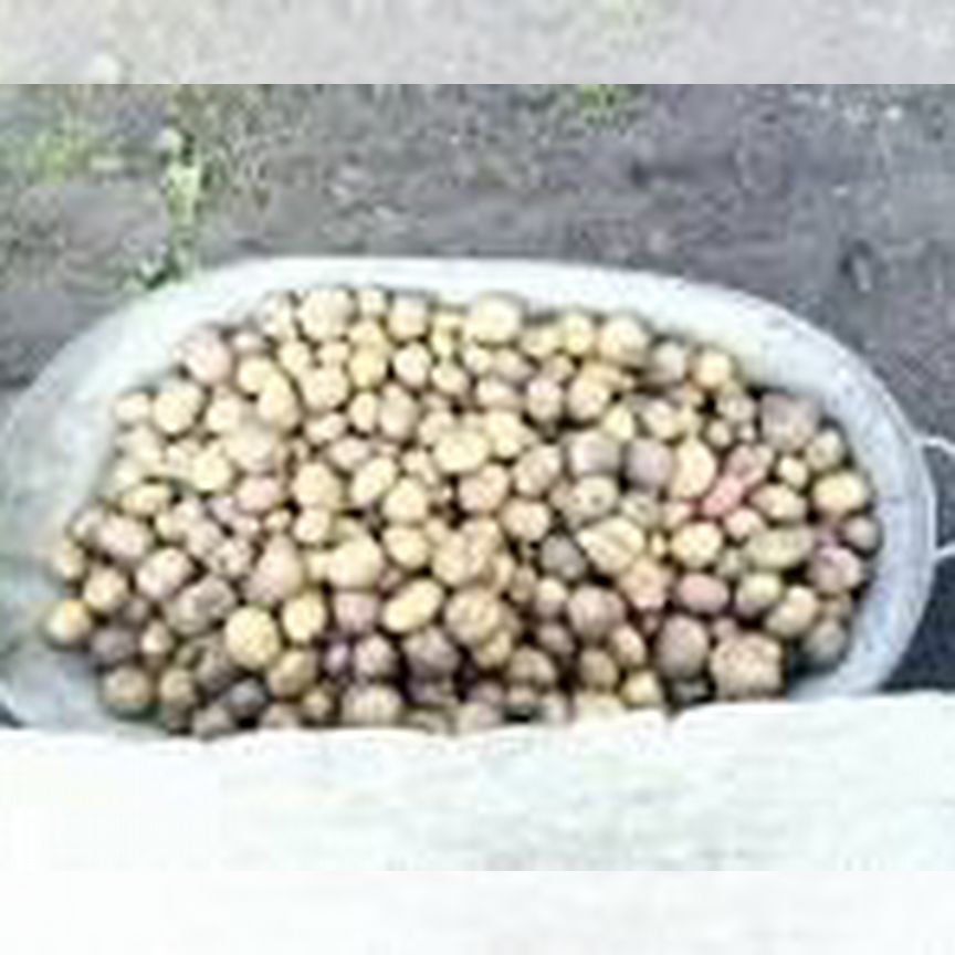 Картофель на корм скоту