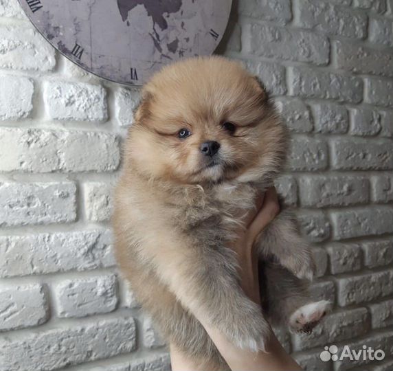 Шпицы рыжики