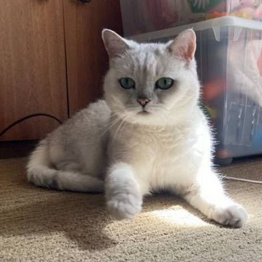 Кошка Британская вислоухая