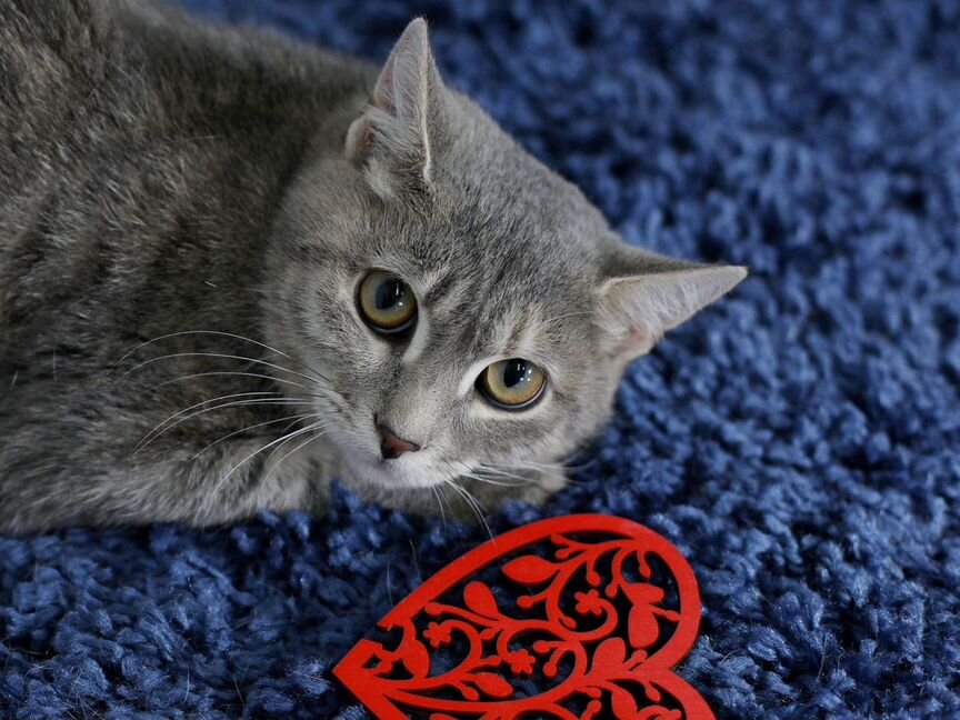 Серая малышка ищет котородителей