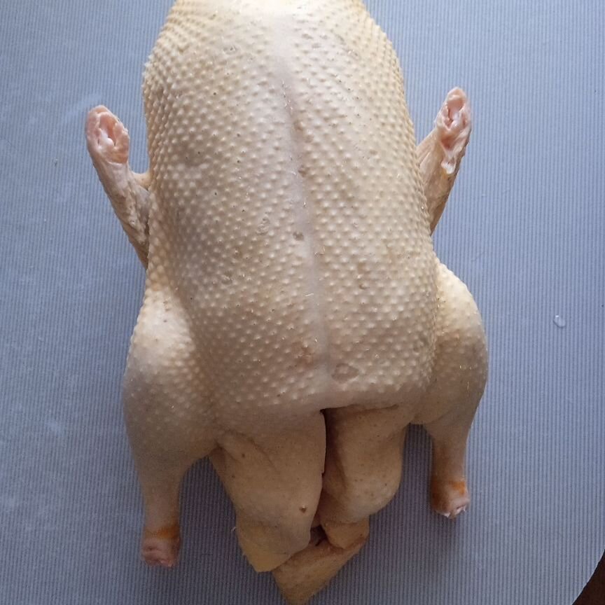 Утка мулард