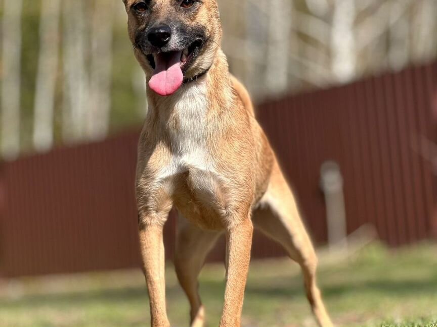 Собака мини малинуа