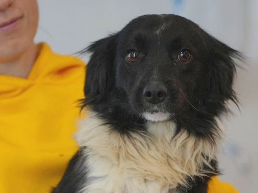 Маленькая собака Нори в самые добрые руки