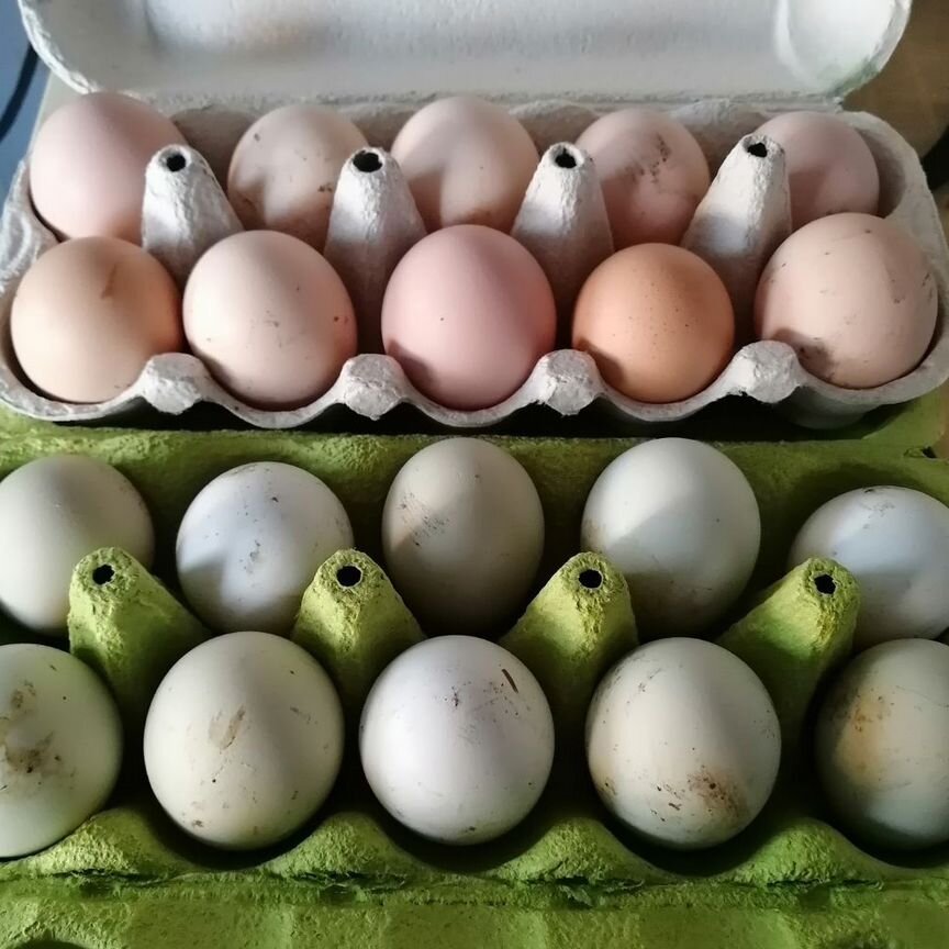 Яйца для инкубации