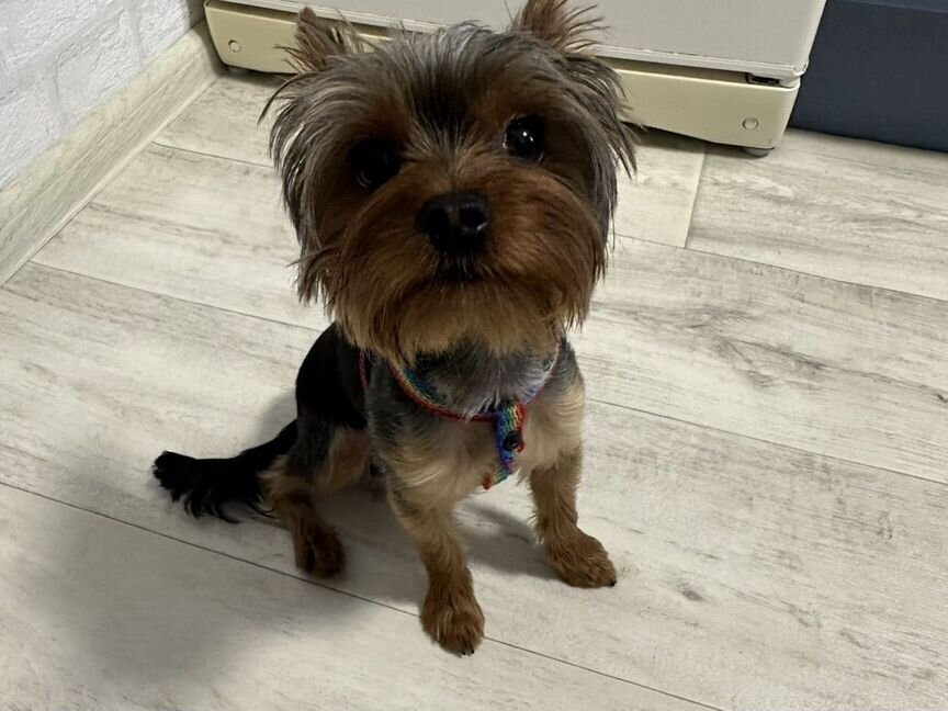 Вязка Йоркширский терьер мини мальчик