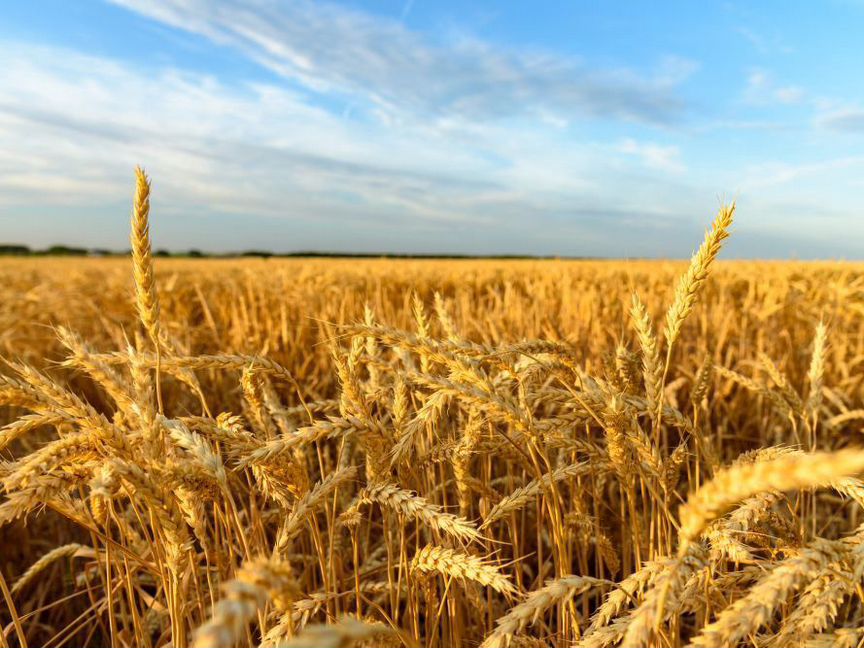 Пшеница, ячмень, кукуруз, горох