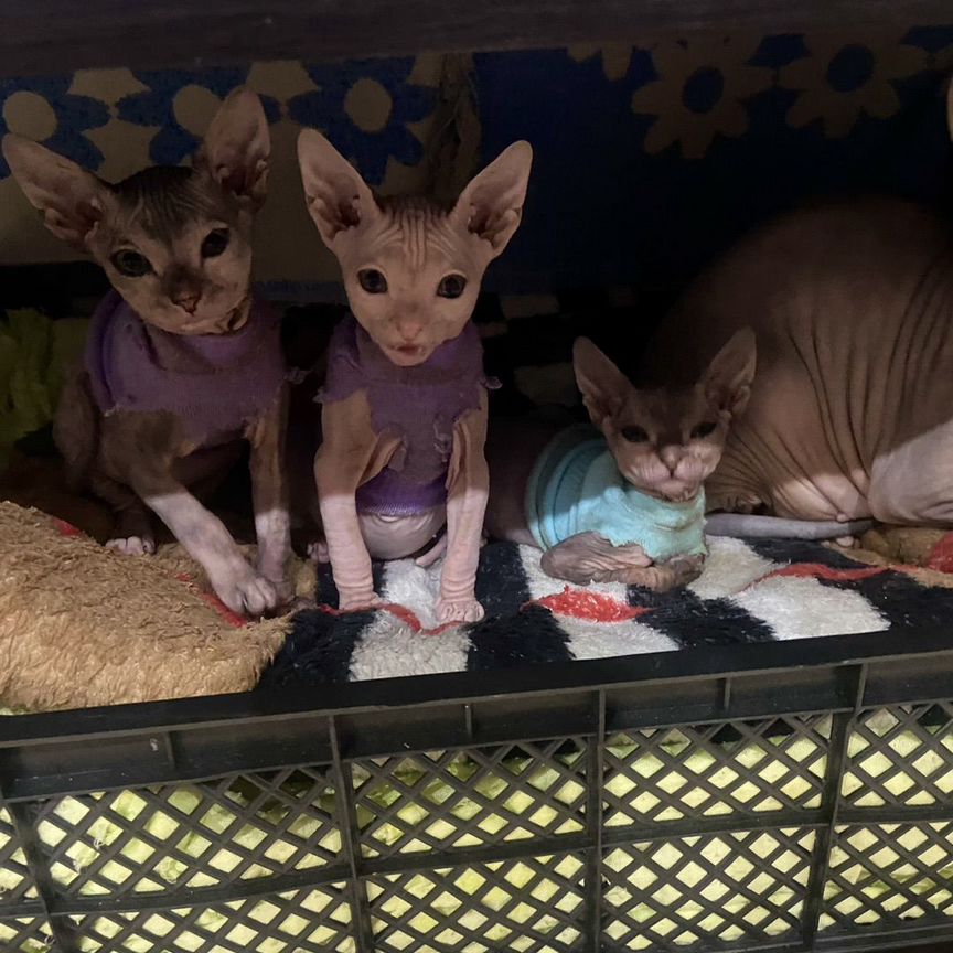 Донской сфинкс котята