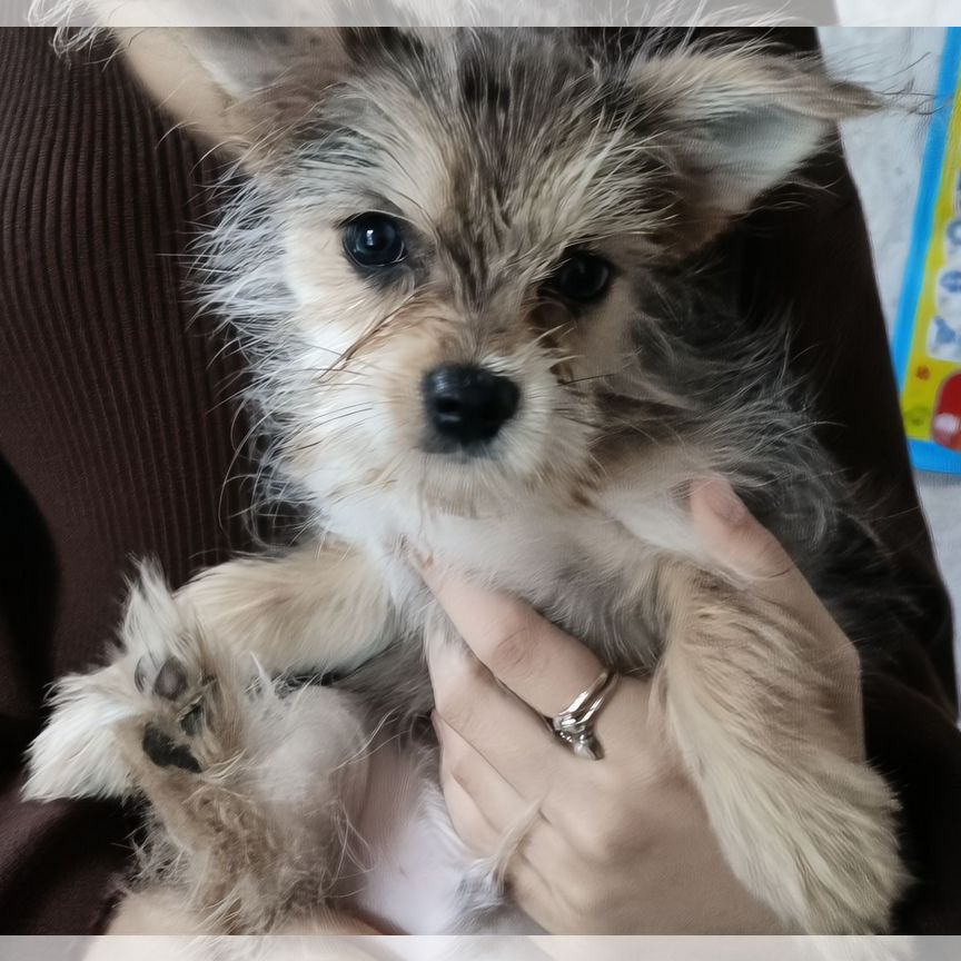 Йоркширский терьер, щенок