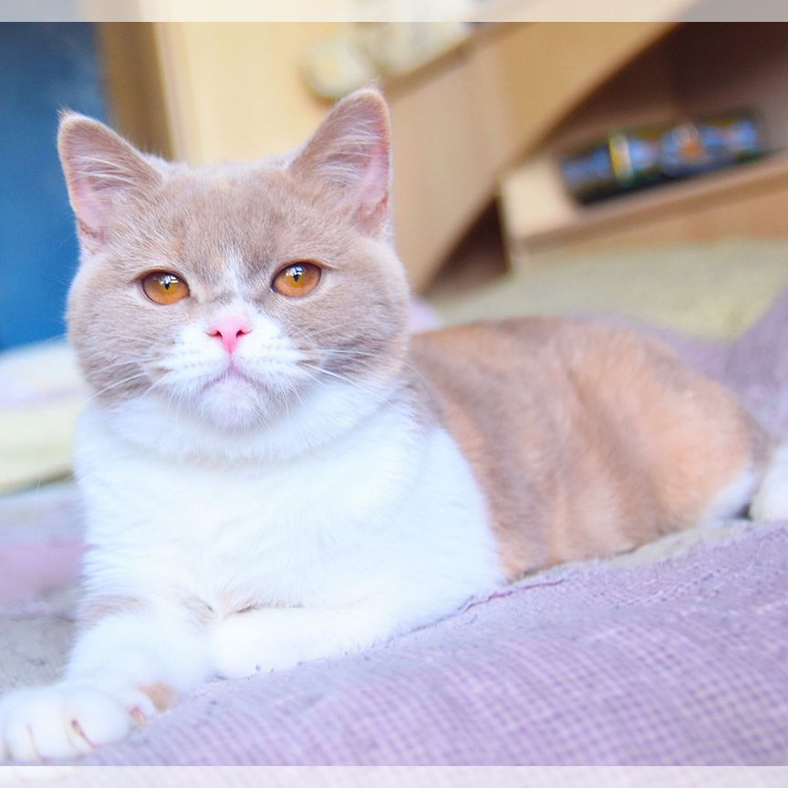 Британский котенок девочка