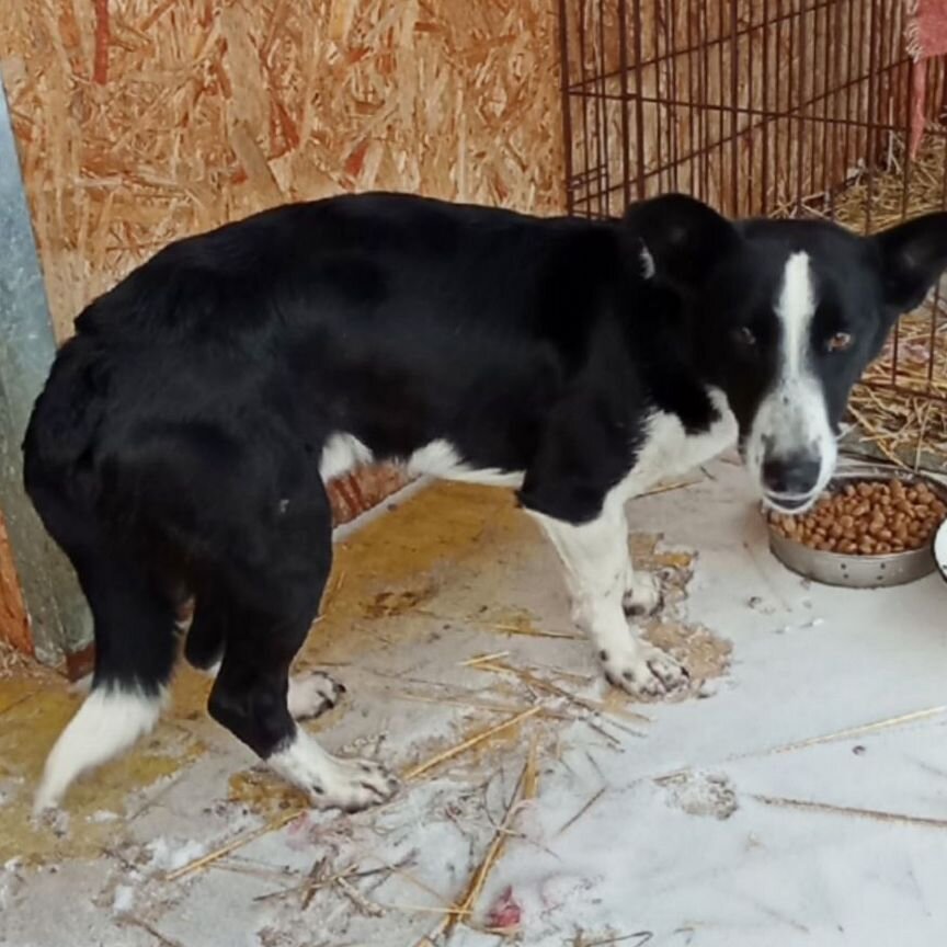 Взрослый пёс в добрые руки