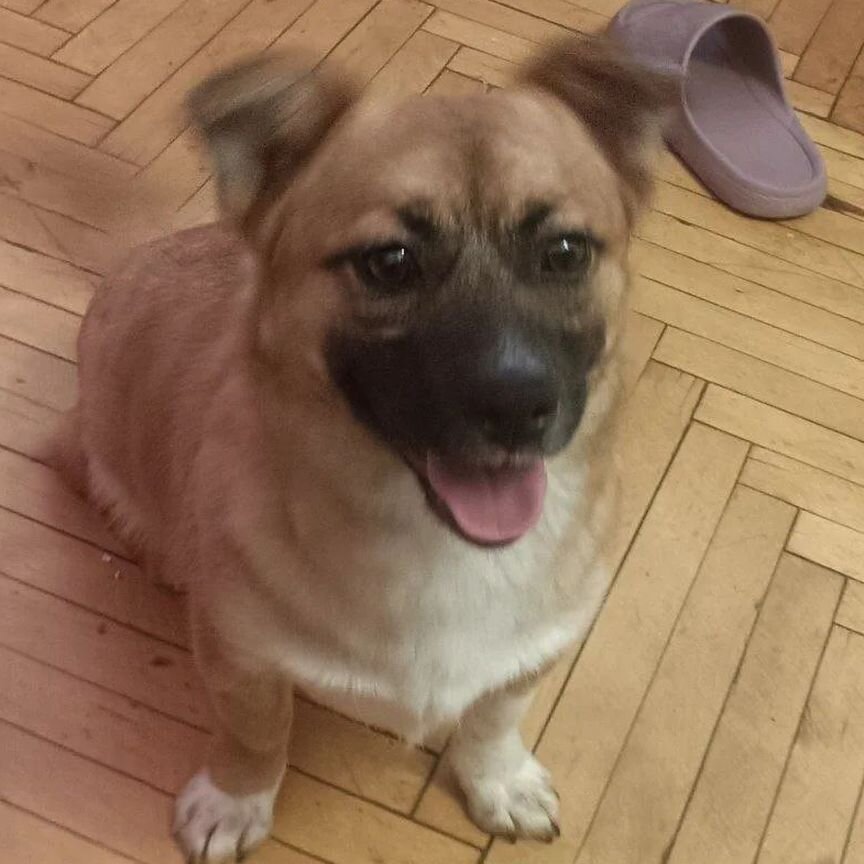 Взрослый пёс в добрые руки