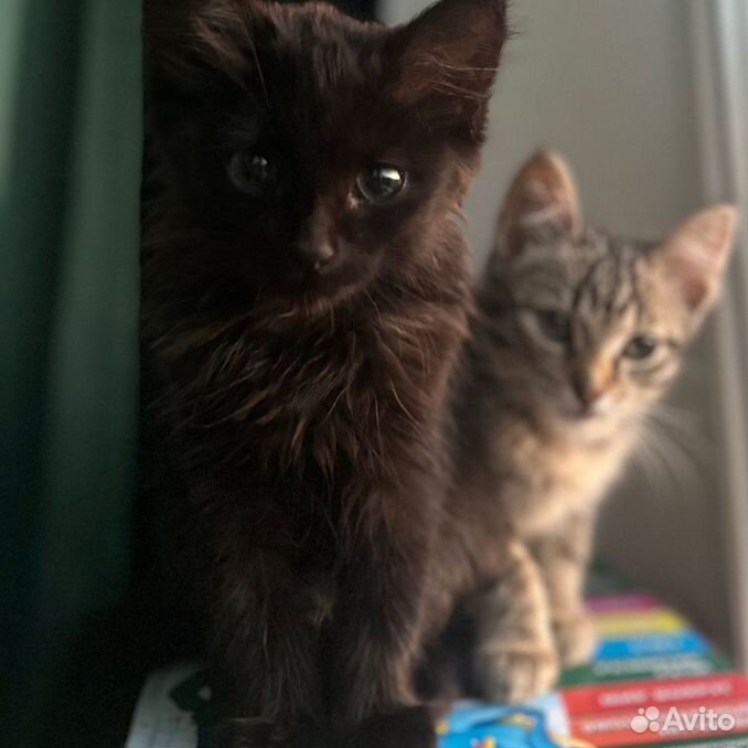 Котенок Вивьен