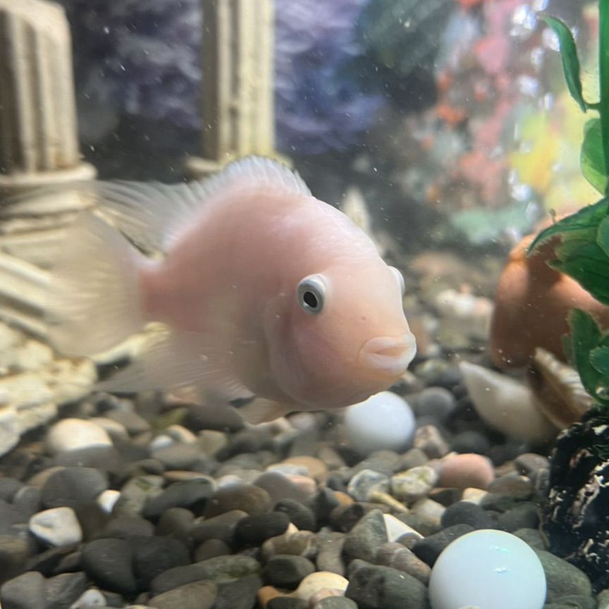 Рыбки цихлазома розовый фламинго