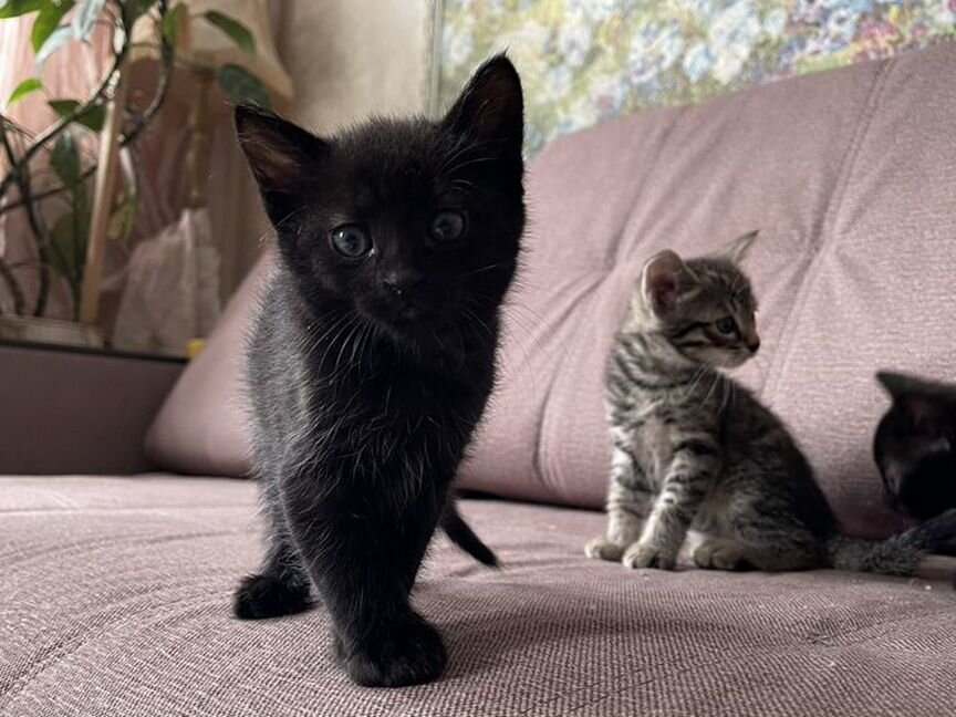 Пантерки и тигрятки в самые добрые руки