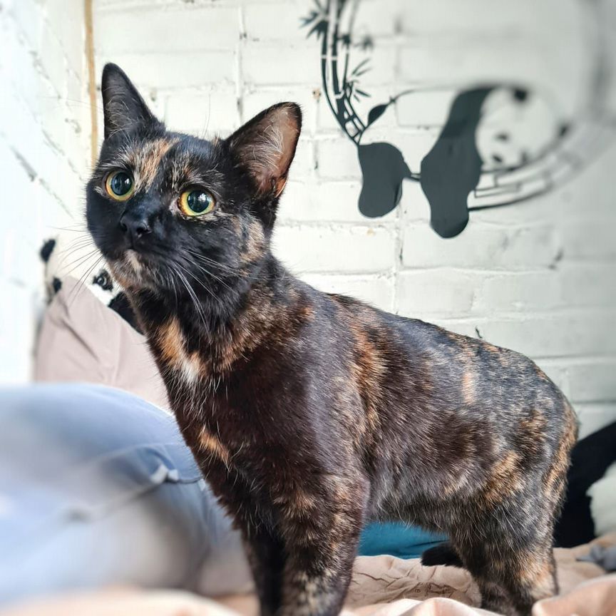 Кошка