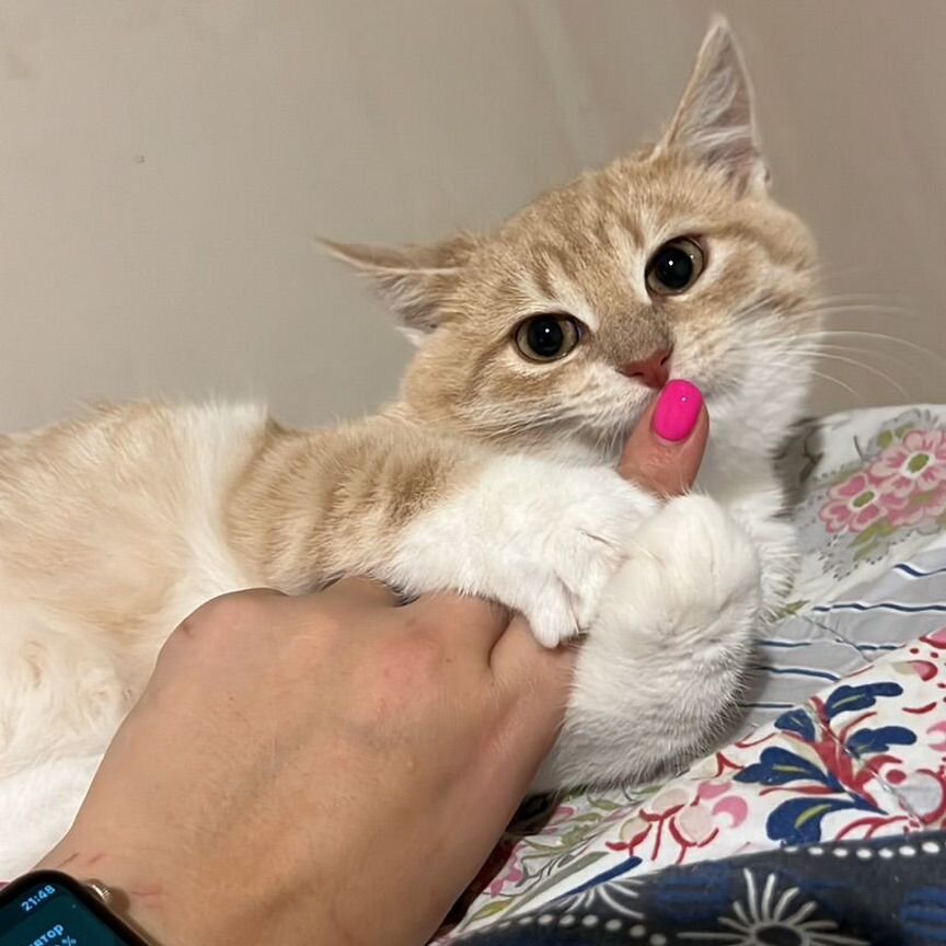 Рыжий котенок 5 мес