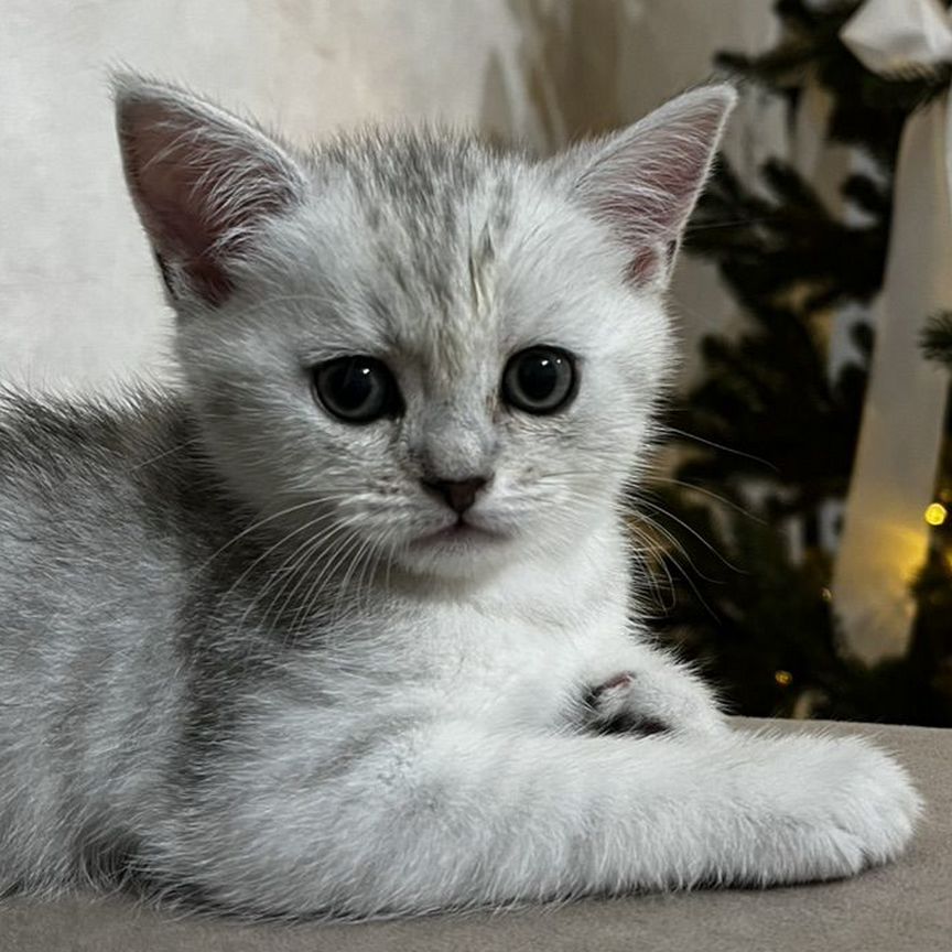 Шотландский котенок