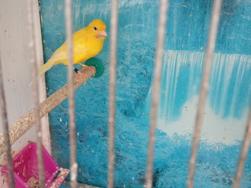 Кенар годовалый