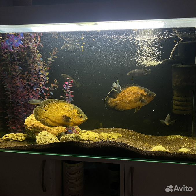 Астронотусы бесплатно