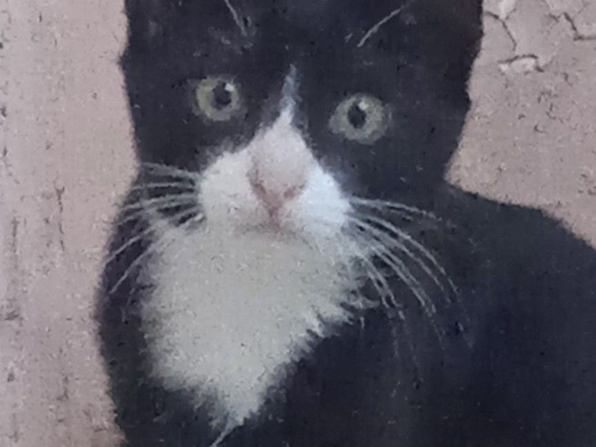 Я буду лизать тебе руки, мама