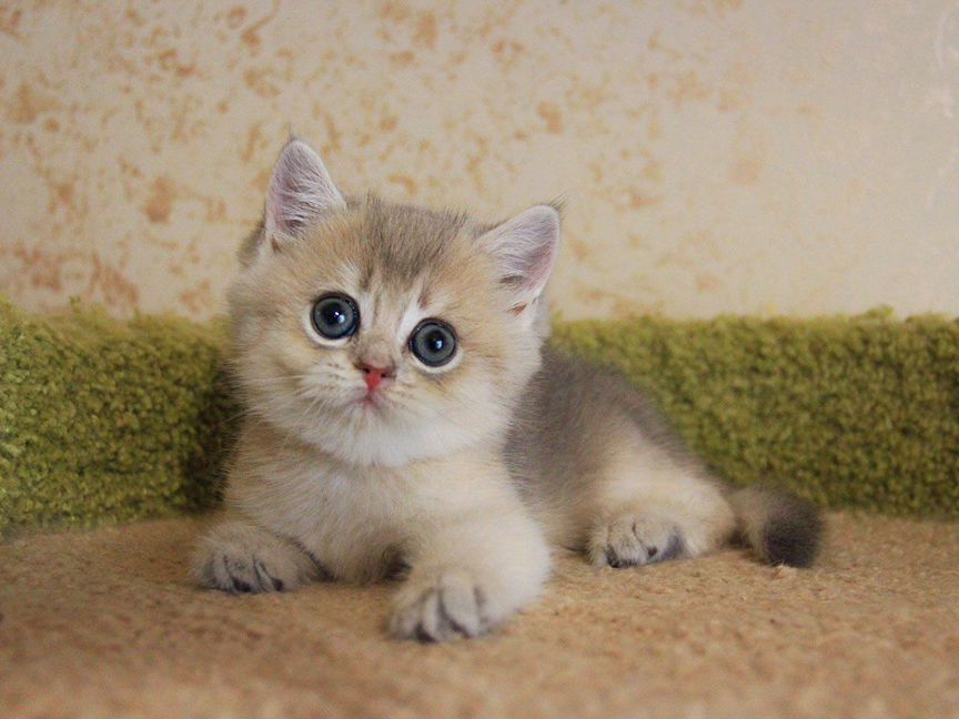 Атос - голубая золотистая шиншилла котик