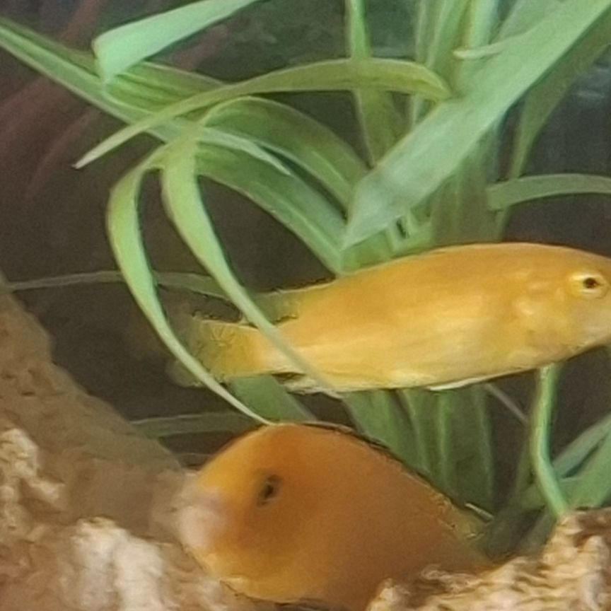 Продам рыбок елоу