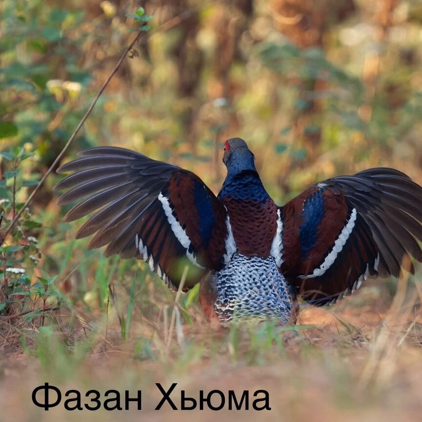 Инкубационное яйцо фазана