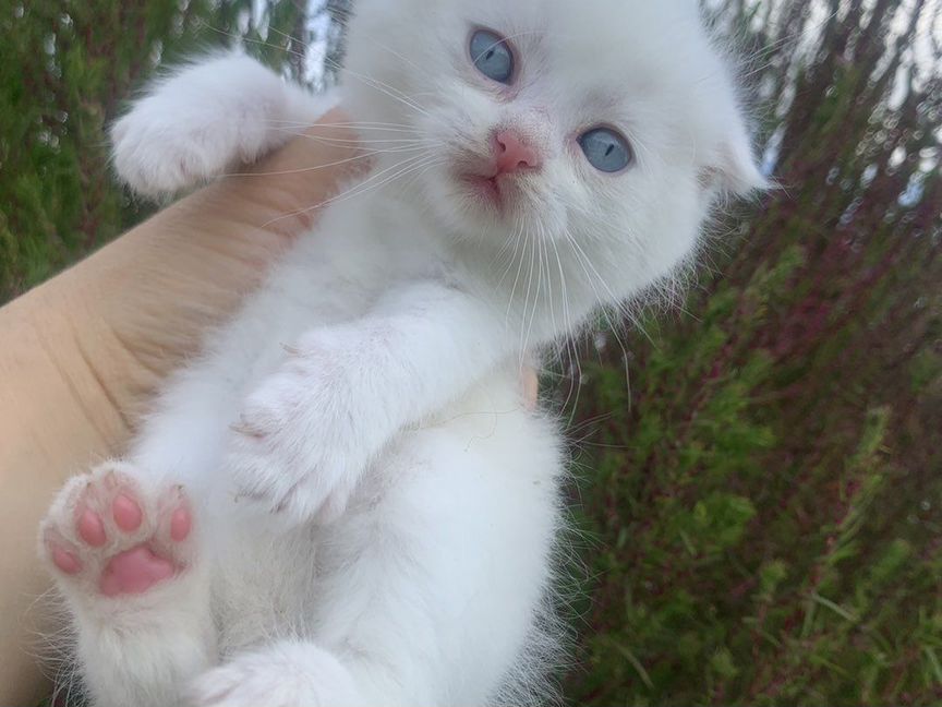 Шотландские котята