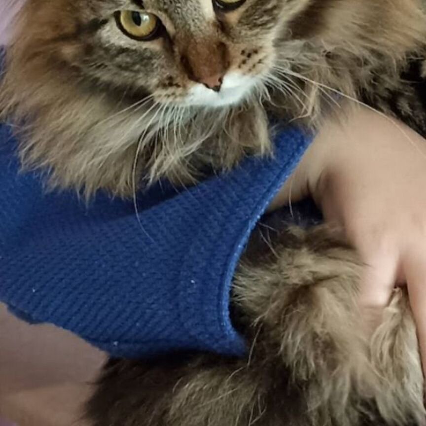 Ласковый котик в добрые руки