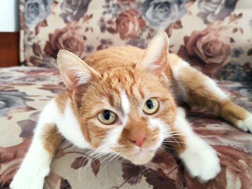 Видео Рыженькая молоденькая ласкуша