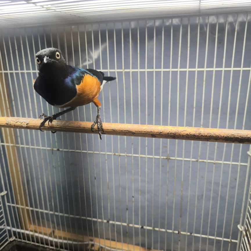 Скворец спрео