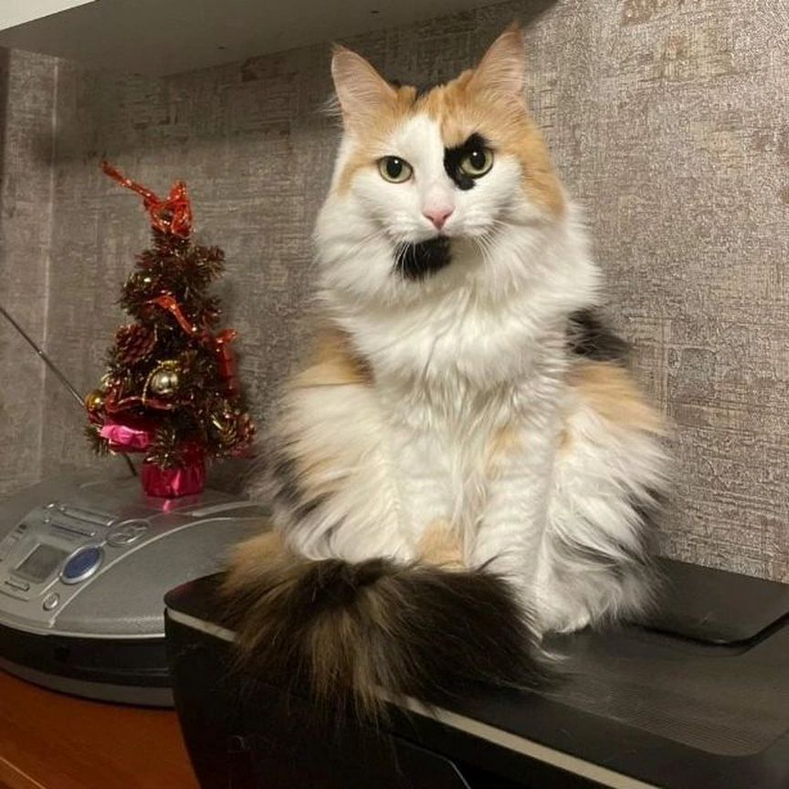 Пушистая кошка ищет дом