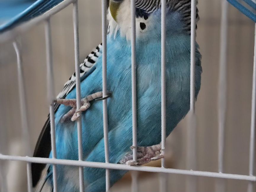 Волнистый попугай