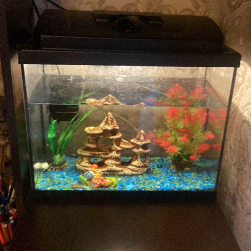 Аквариум с рыбкой сом