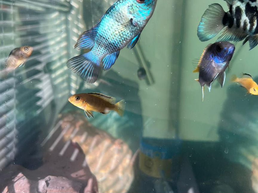 Аквариум с рыбками