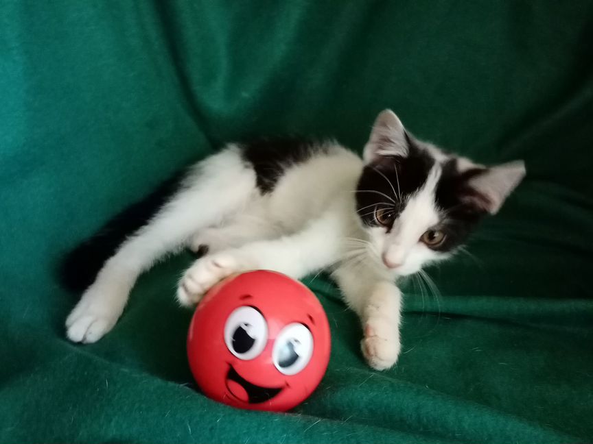 Ласковый Чип в добрые руки