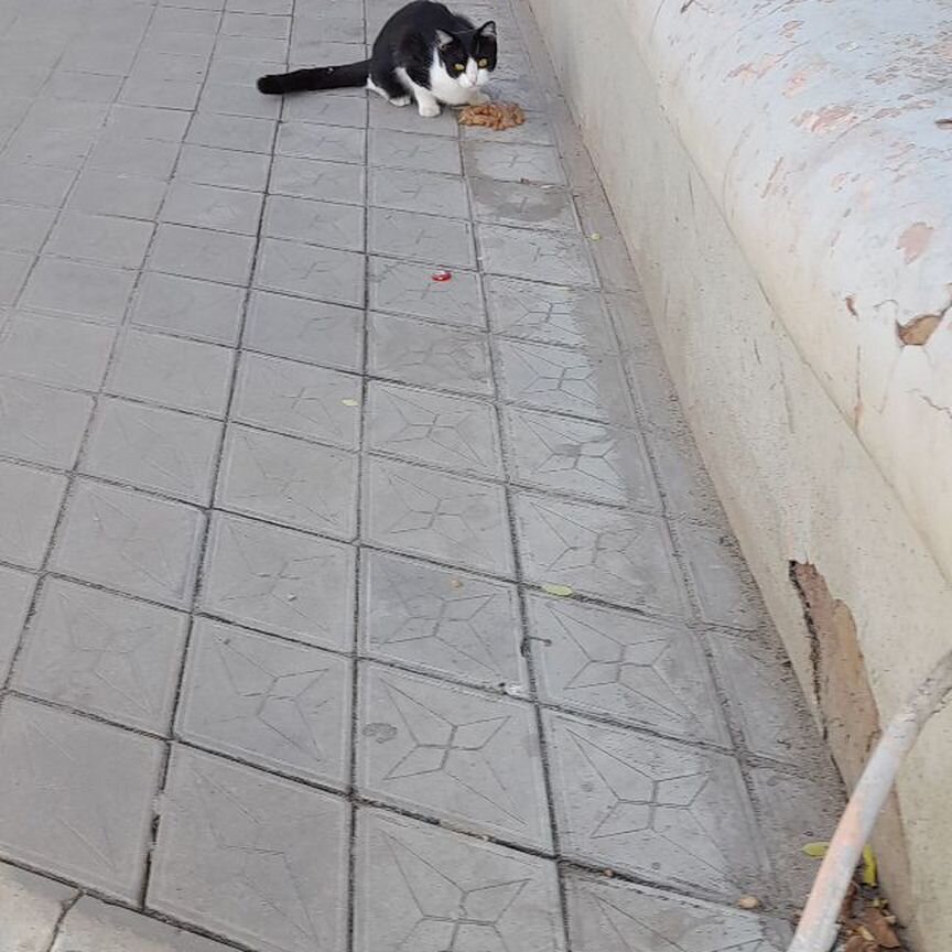 Выбросили котика