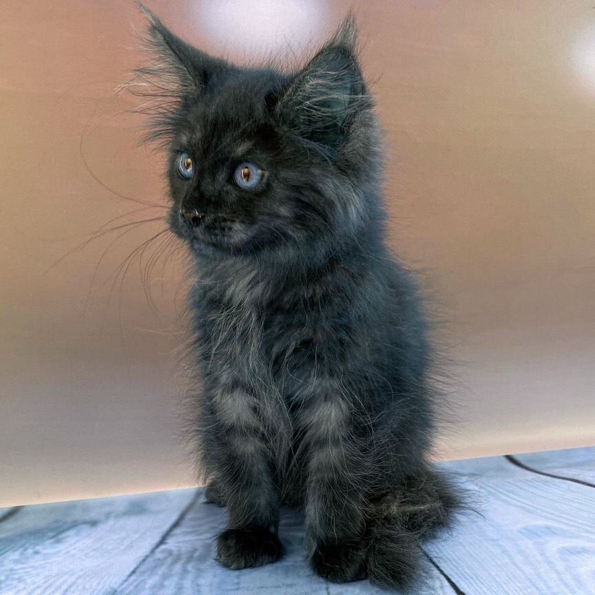 Мейн-кун котёнок