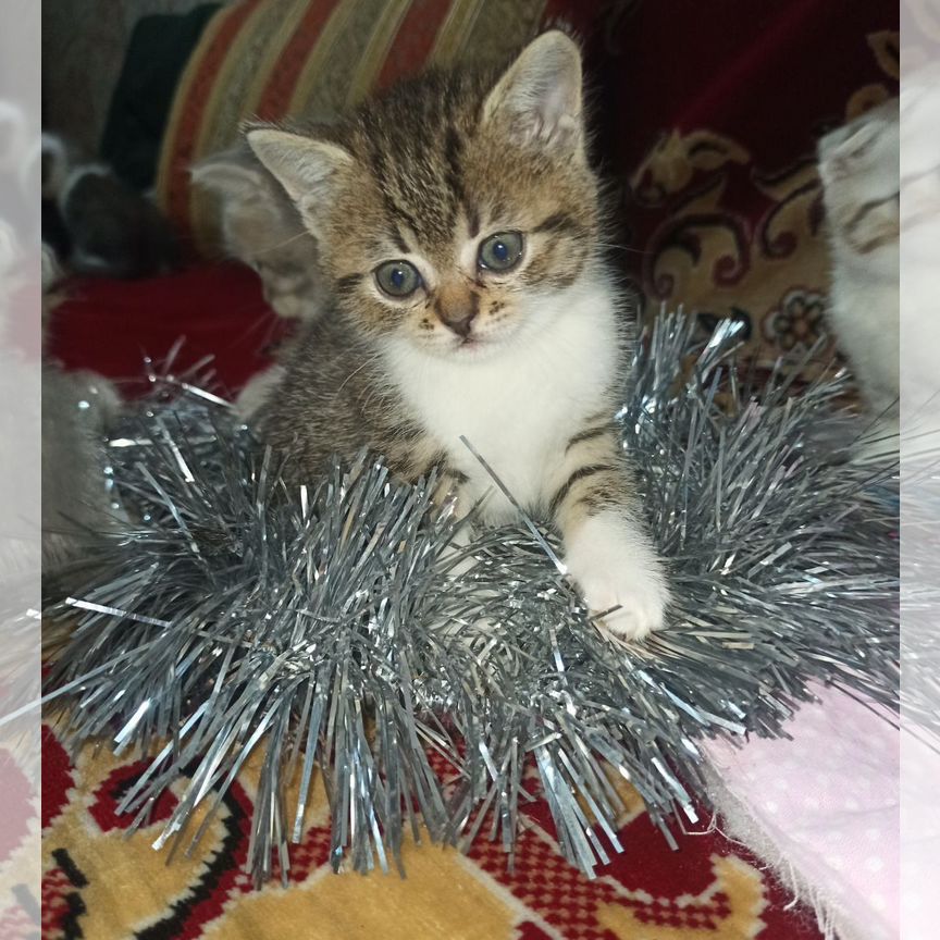 Шотландский вислоухий короткошёрстный котёнок