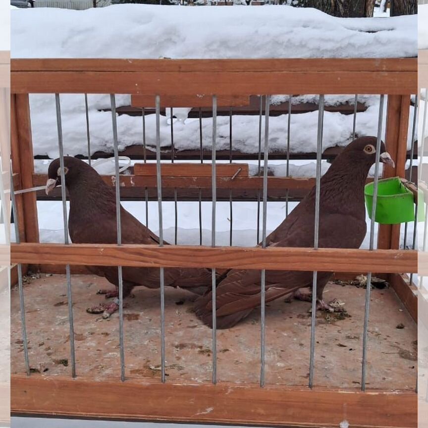 Продажа голубей