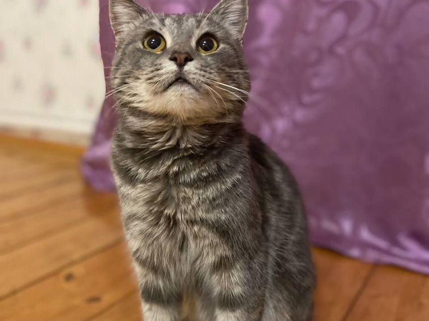 Кот