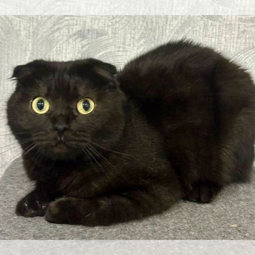 Шотландская вислоухая короткошёрстная, взрослая кошка