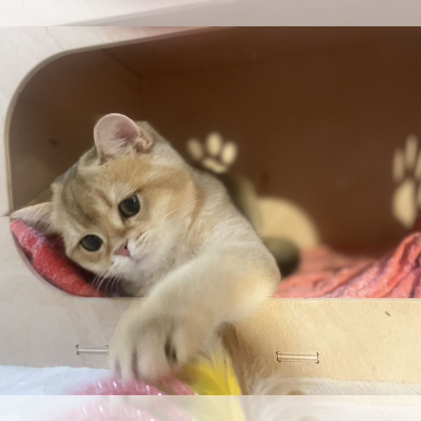 Шотландский котенок