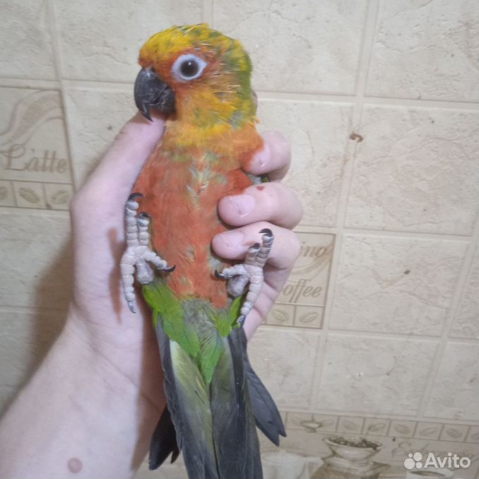 Попугай аратинга с очень большой клеткой