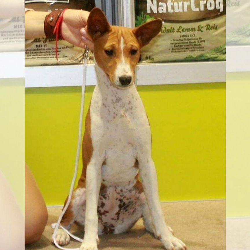 Басенджи, взрослая собака