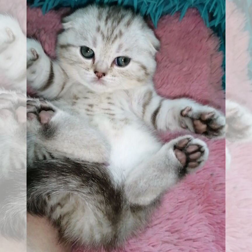 Шотландский вислоухий короткошёрстный котёнок