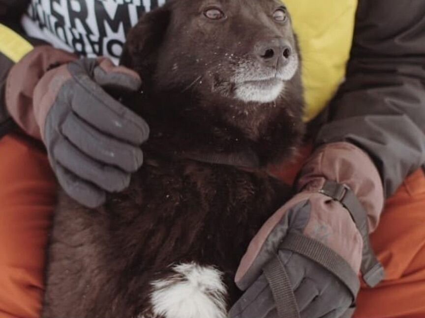 Собака в добрые руки