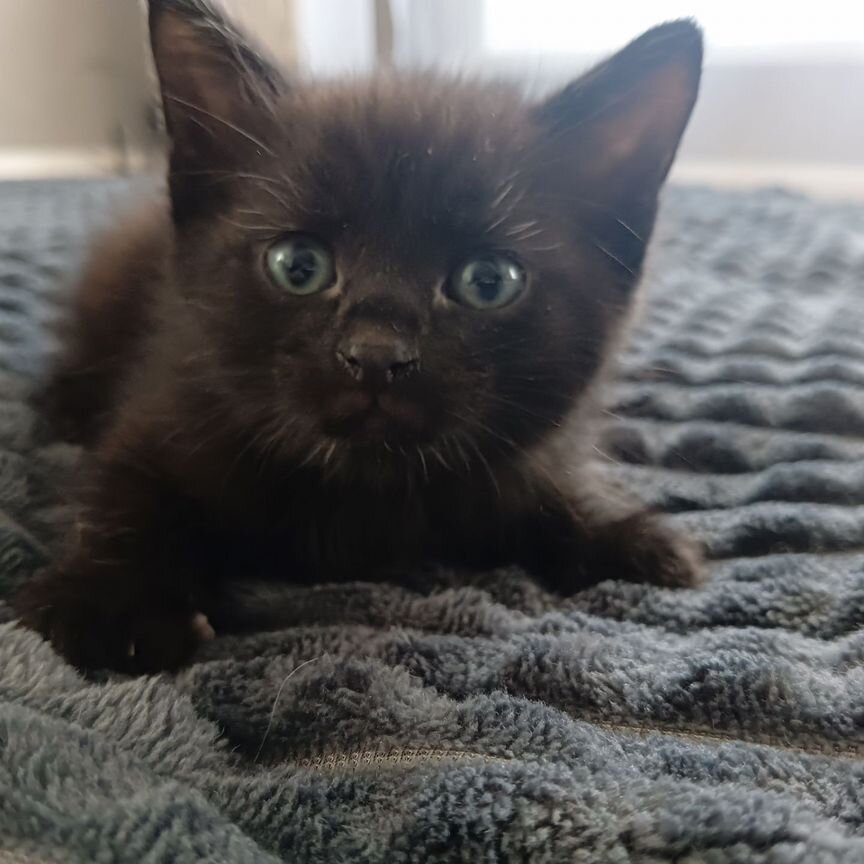 Котята в добрые руки бесплатно