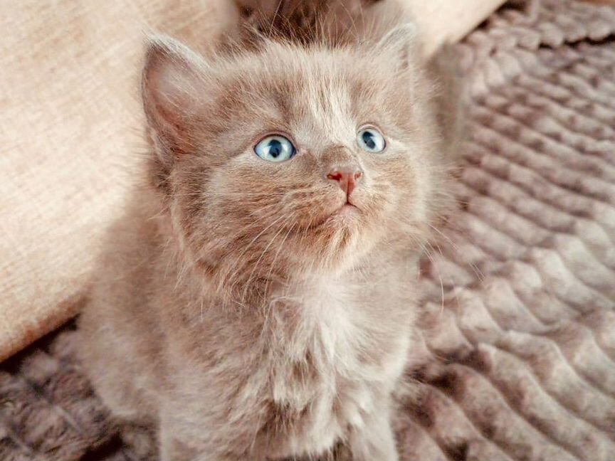 Котята мальчишки